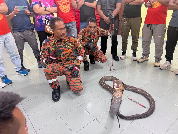 Know your snakes: A guide to Malaysia’s venomous reptiles and how to ...